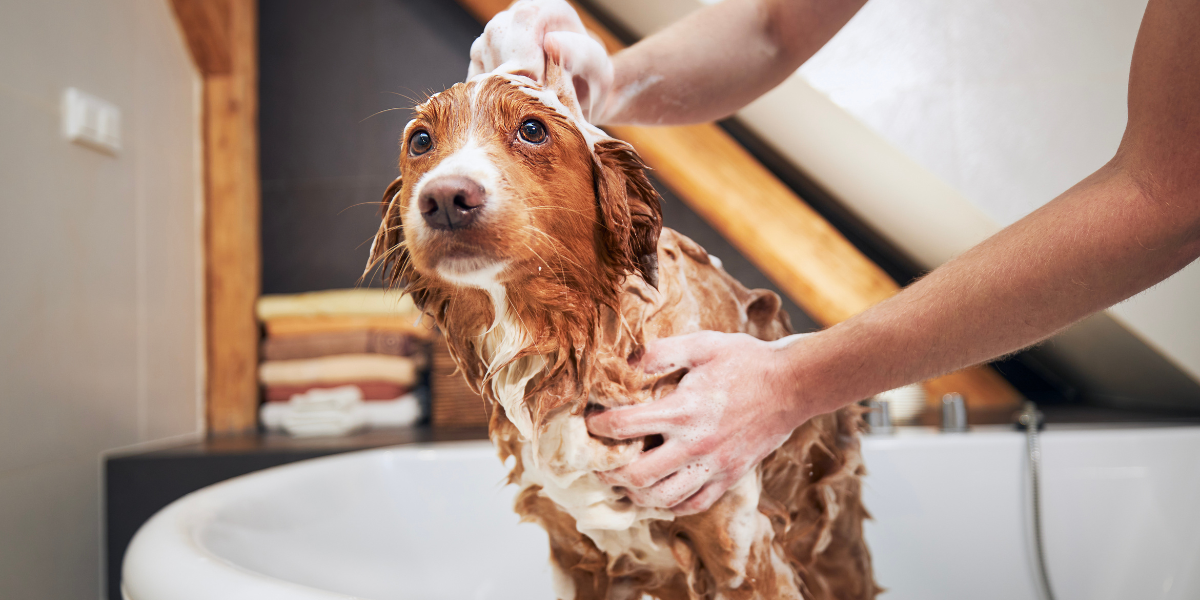 ¿Cómo Bañar Al Perro? - Gentlecan