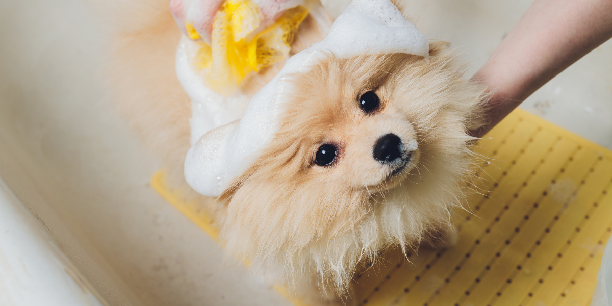 ¿Cómo Bañar Al Perro? - Gentlecan