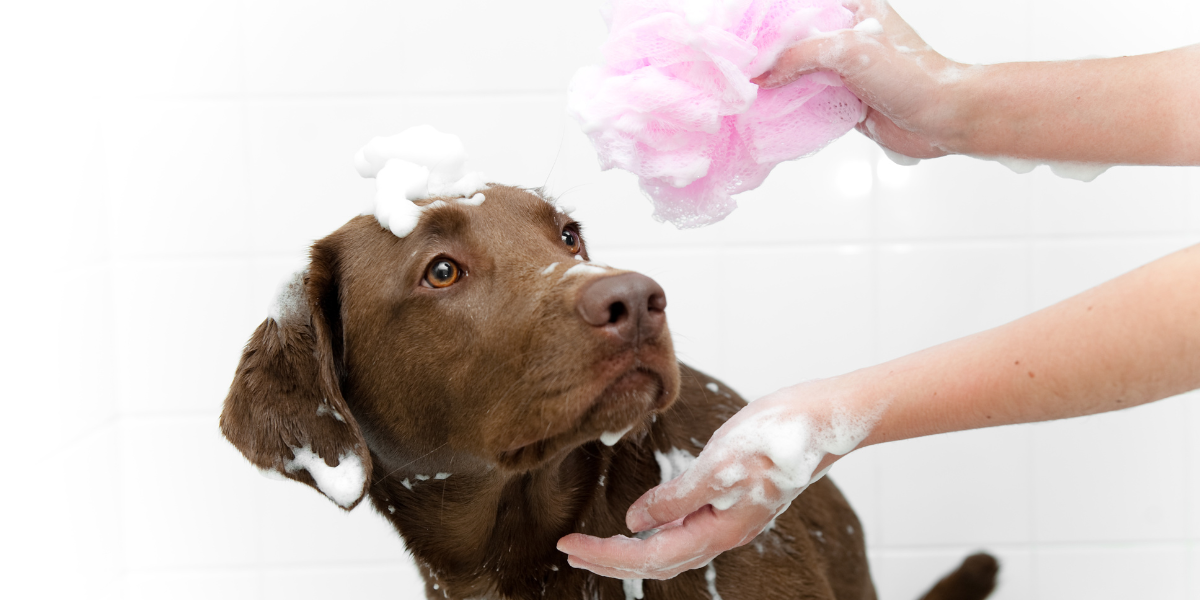 ¿Cómo Bañar Al Perro? - Gentlecan